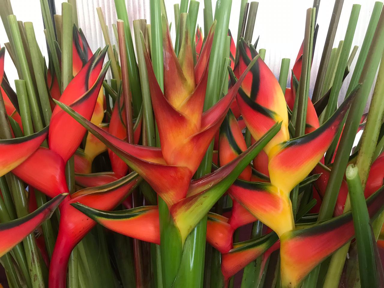 Clients | Aurora Flowers