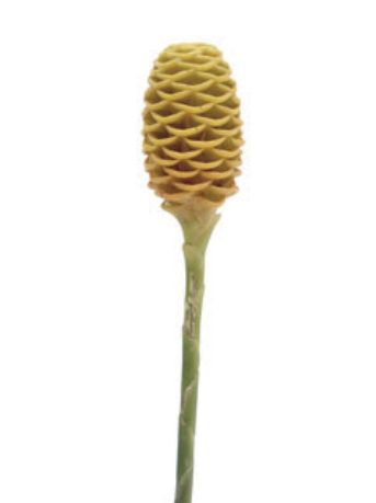 Maraca | Aurora Flowers