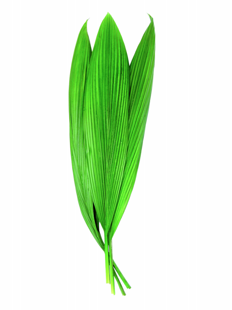 Palma Canoa (Grass Palm) | Aurora Flowers
